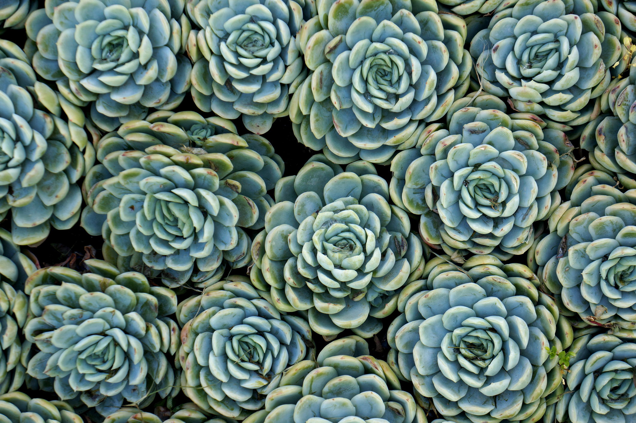 Succulent background | Elle Well Studio + Wellness